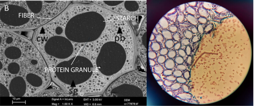 Process for protein extraction